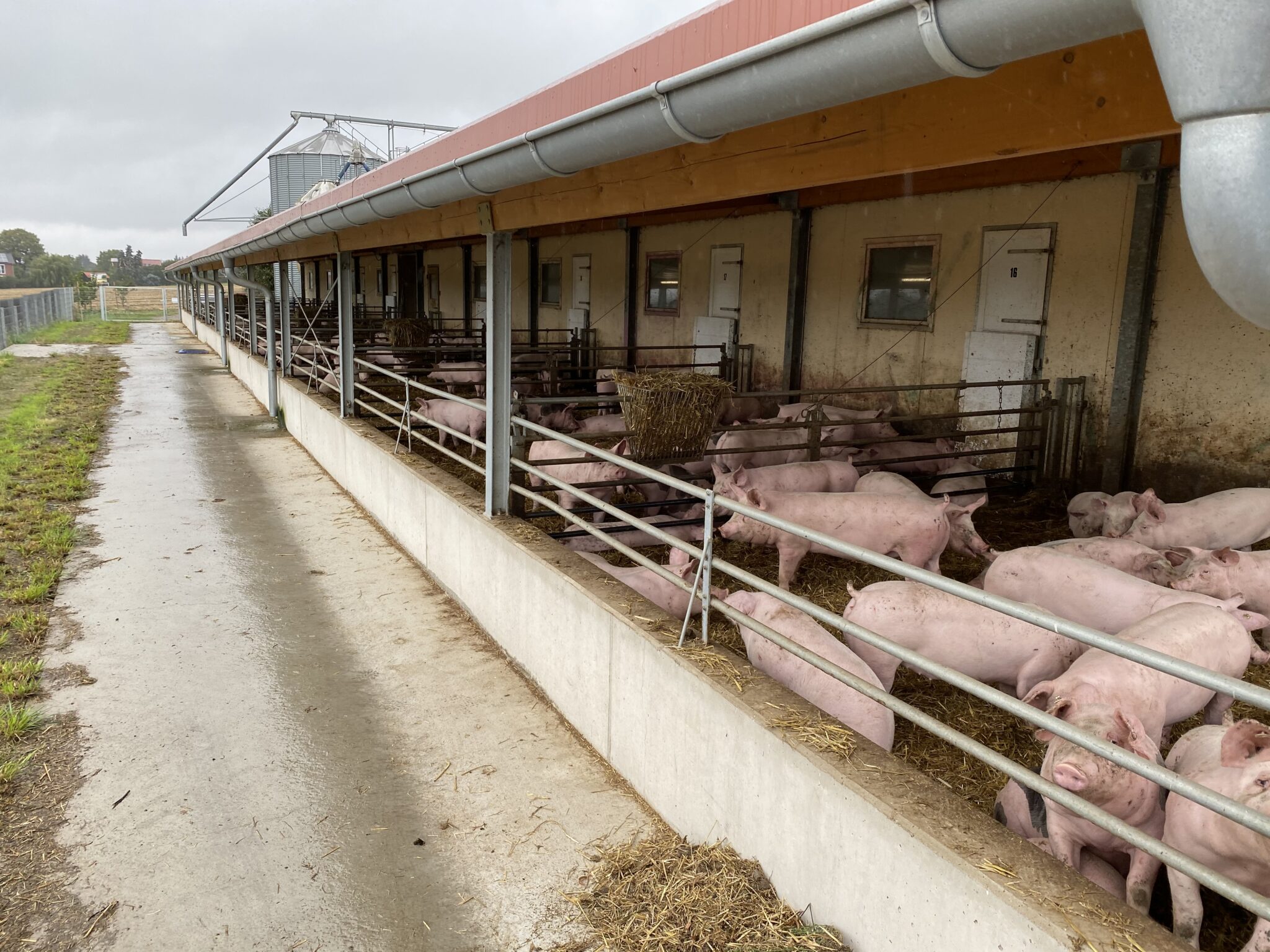 Biosicherheit in schweinehaltenden Betrieben - Modellregion nachhaltige ... Biosicherheit in schweinehaltenden Betrieben - Modellregion nachhaltige ...